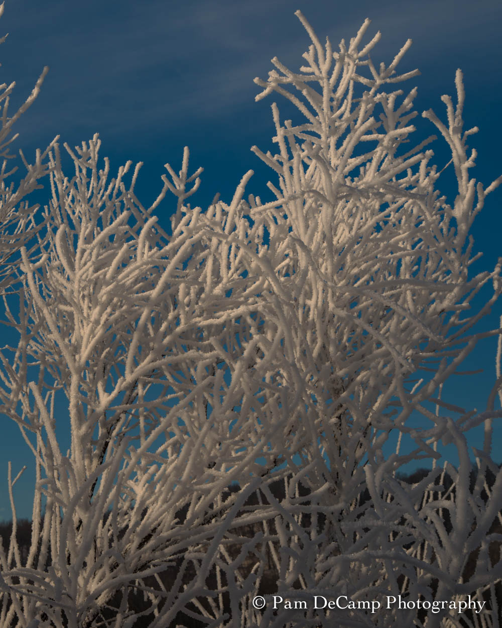 PDC_4564 | Pam DeCamp Photography