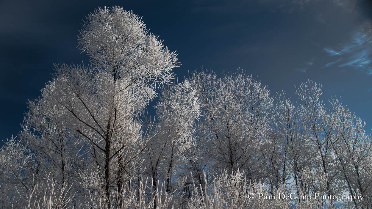 PDC_4564 | Pam DeCamp Photography